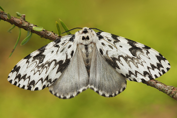 Nun moth | Biosecurity NZ | NZ Government